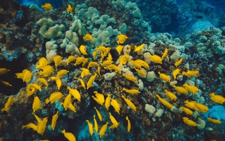 The best underwater drones of 2023 | Popular Photography