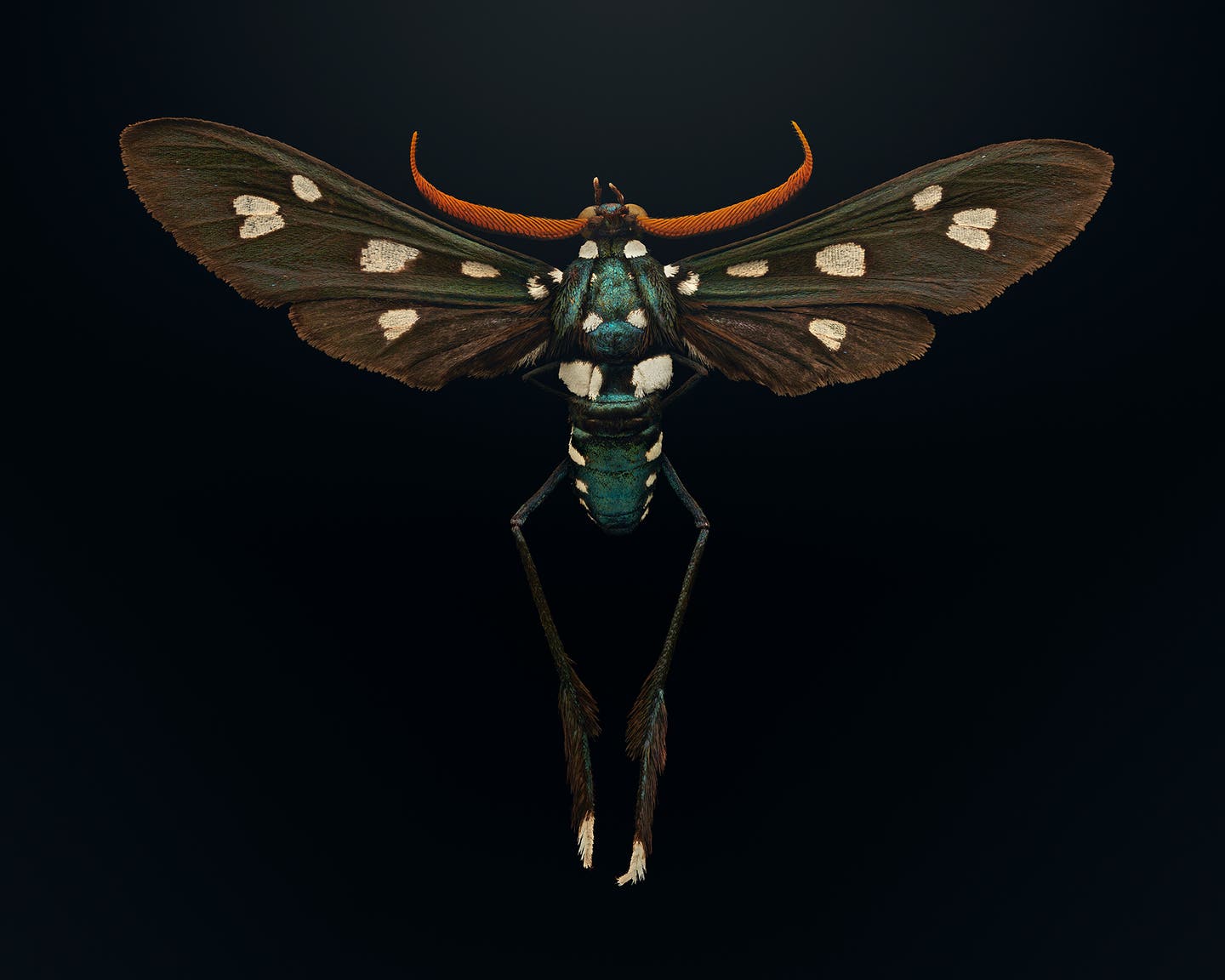 Levon Biss' macro photos show insects in peril | Popular Photography