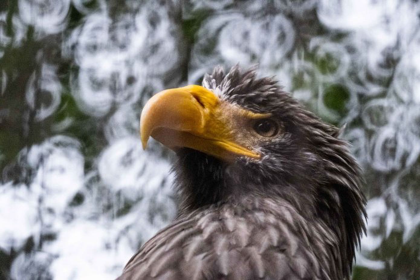 Tokina launches three tiny super-telephoto lenses | Popular Photography